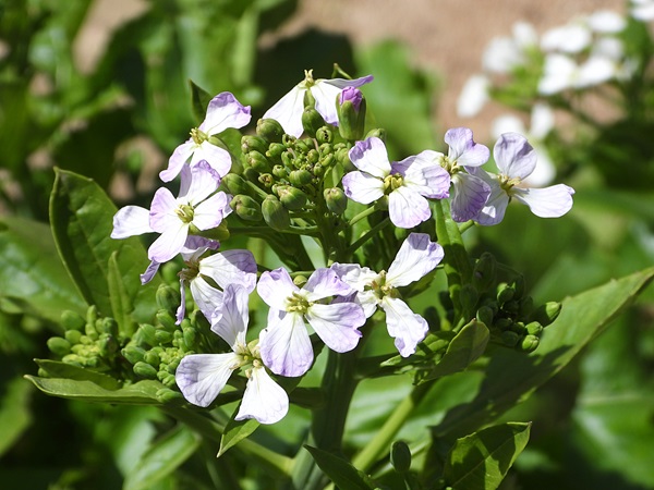 FUTADA 健やか通信 【公式】FUTAEDAオンラインショップ ／毎日を健やかに 元気に彩る 暮らしの提案（旧Annyのお気に入り・アニーのお気に入り）